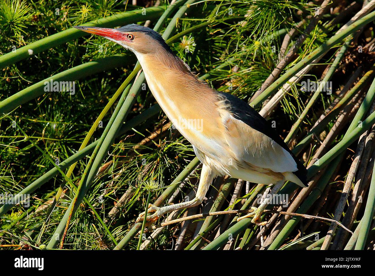 Common bittern hi-res stock photography and images - Alamy