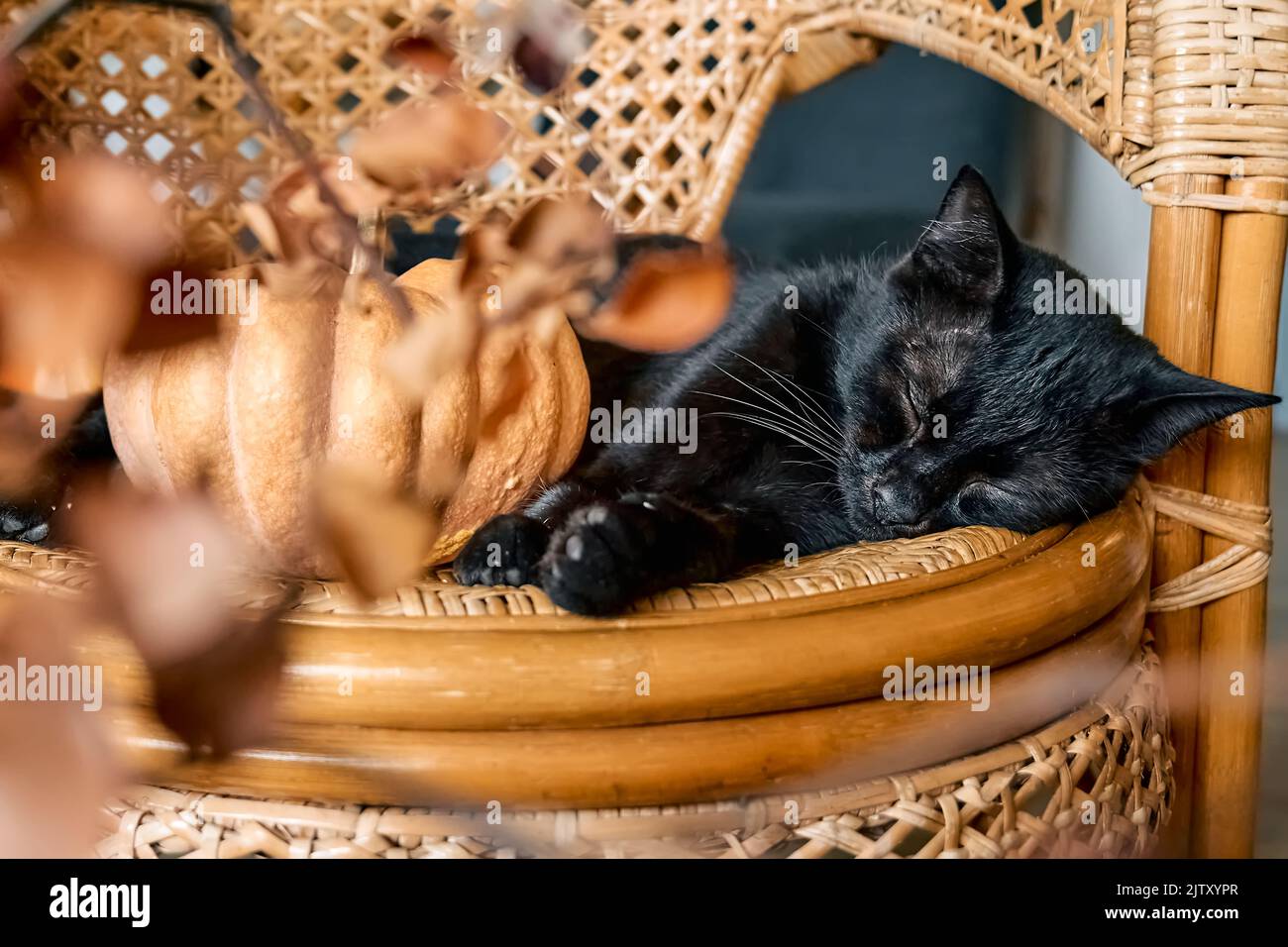 Halloween black cat with pumpkin. Cute kitty sleeping with pumpkin on ...