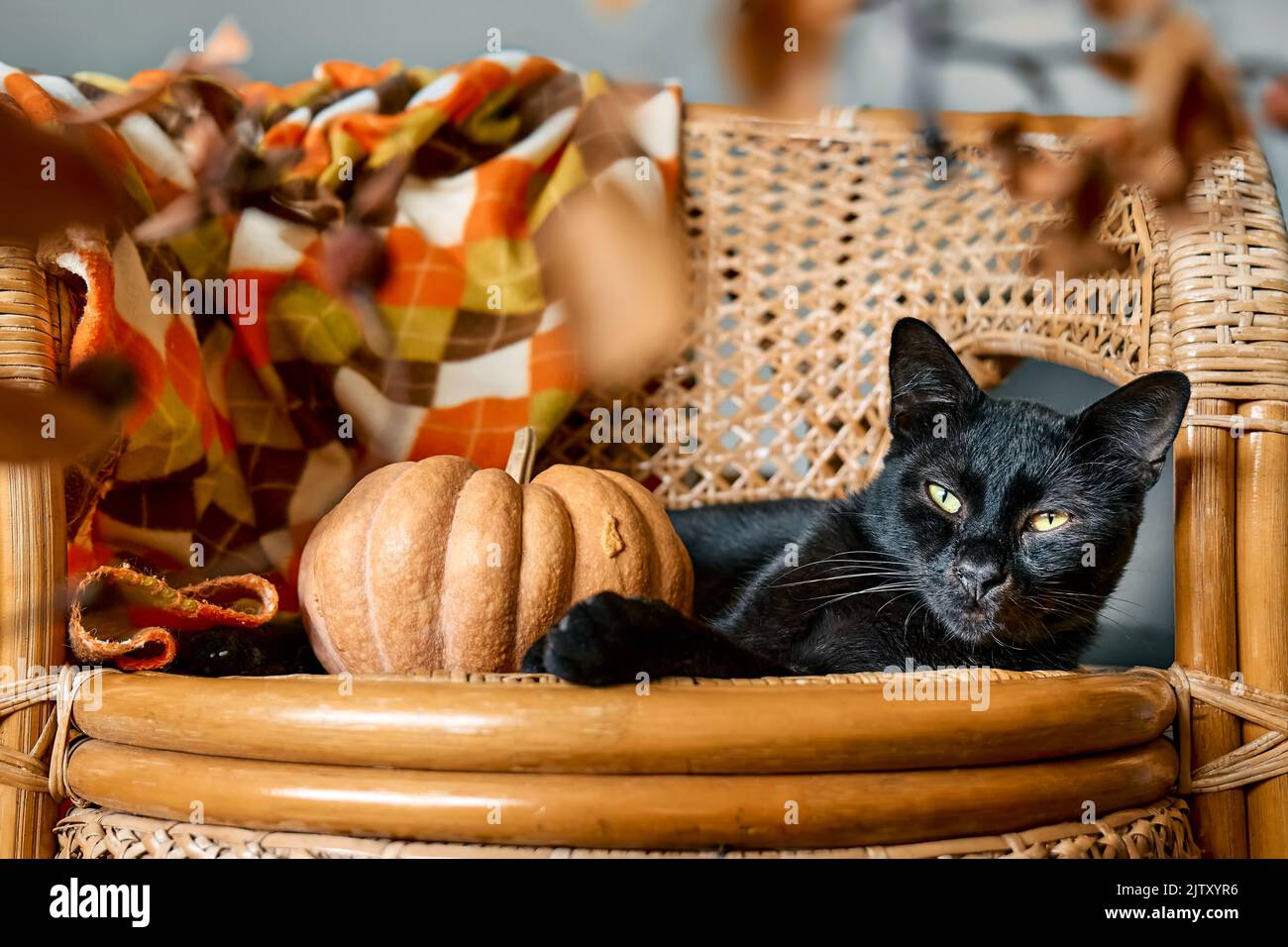 Halloween black cat with pumpkin. Cute kitty resting with pumpkin on ...
