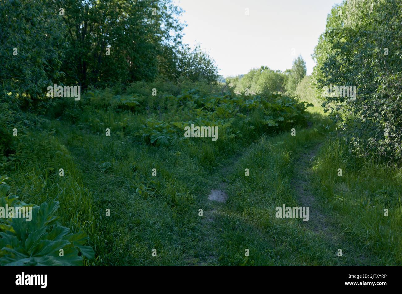 Forked footpath in green summer forest Stock Photo - Alamy