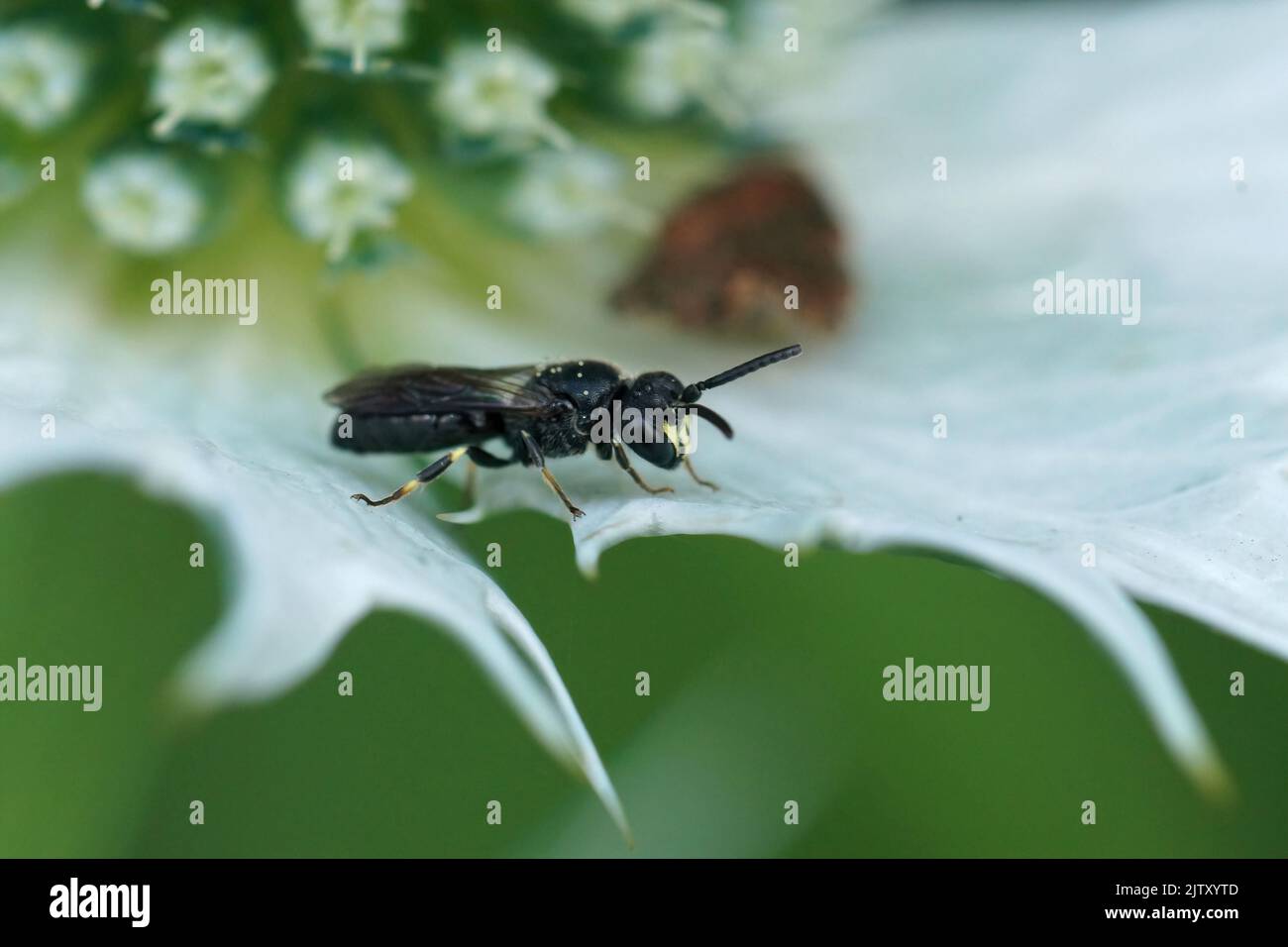 Closeup on a small male Common yellow face bee, Hylaeus communis ...