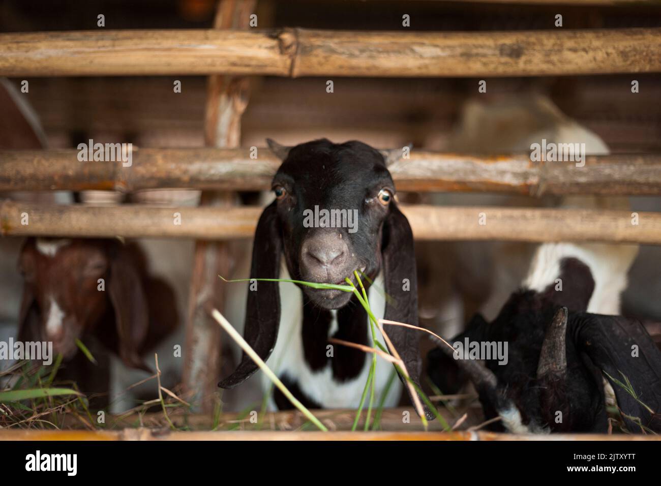 The baby goats in the barn were happily eating grass Stock Photo - Alamy