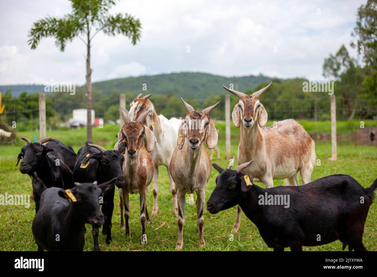 A group of goats inside the farm were staring. looking at the camera ...