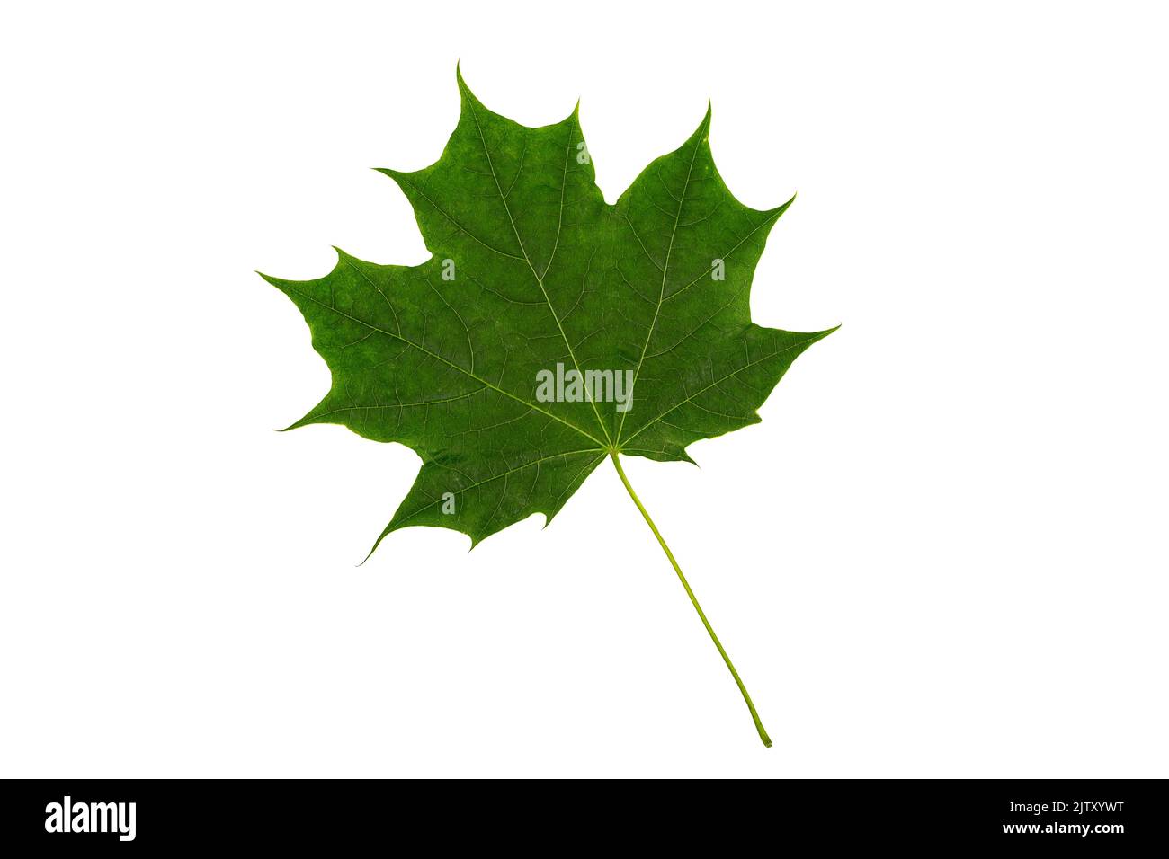 Green maple leaf close-up isolated on white background Stock Photo - Alamy