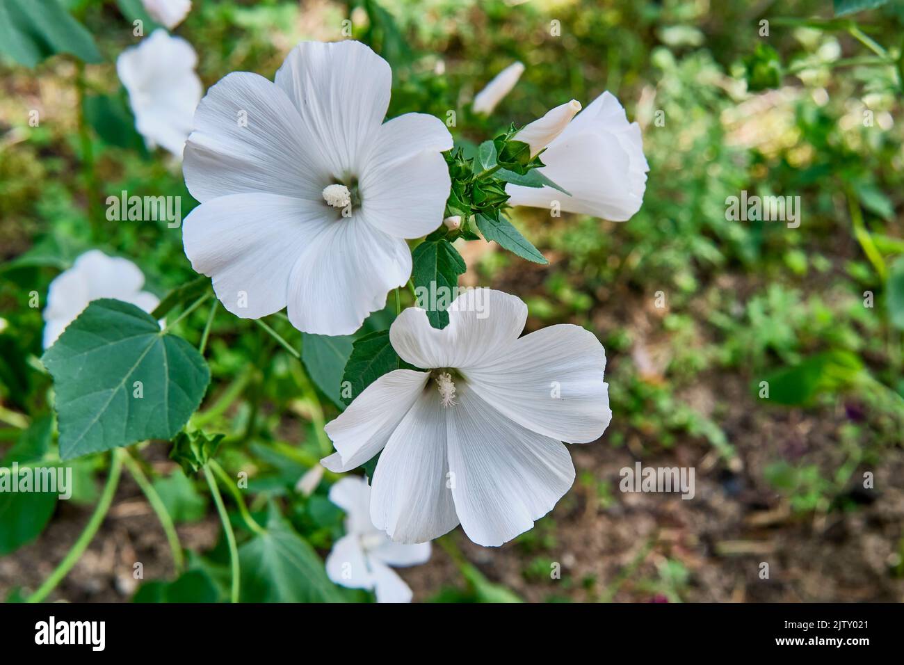 Flowers and buds of plant lavatera white beauty on blurred background ...