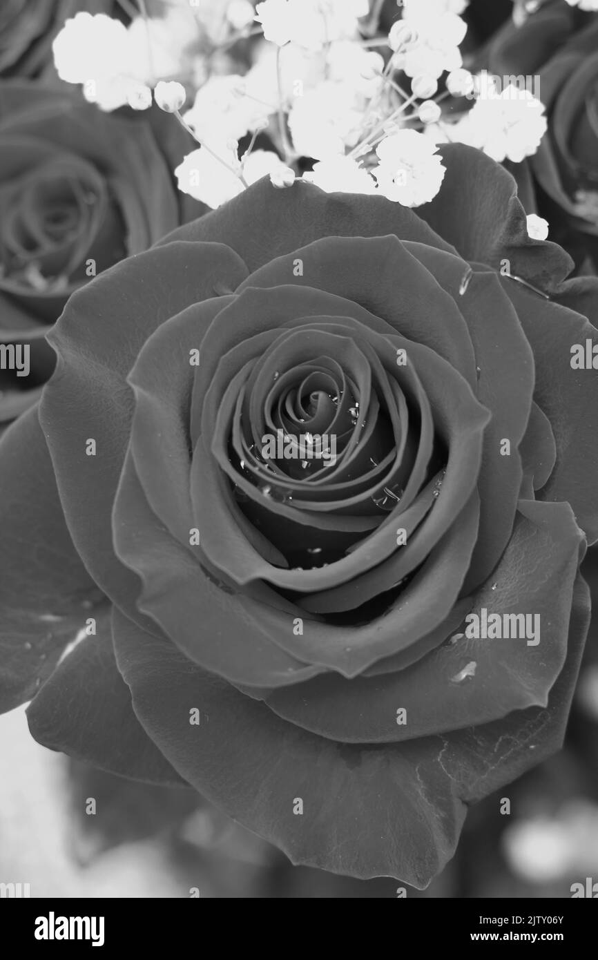 Beautiful bouquet of fresh roses in full bloom in a black and white ...
