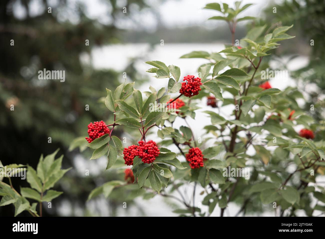 Ryabina hi-res stock photography and images - Alamy