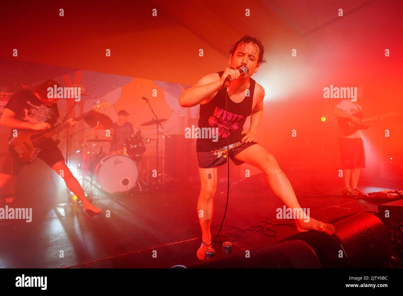 Dorset, UK. Thursday, 1 September, 2022. Pigs Pigs Pigs Pigs Pigs Pigs ...