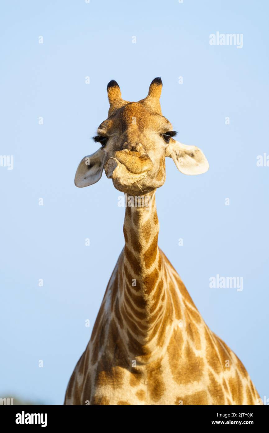 Giraffe neck bone hi-res stock photography and images - Alamy
