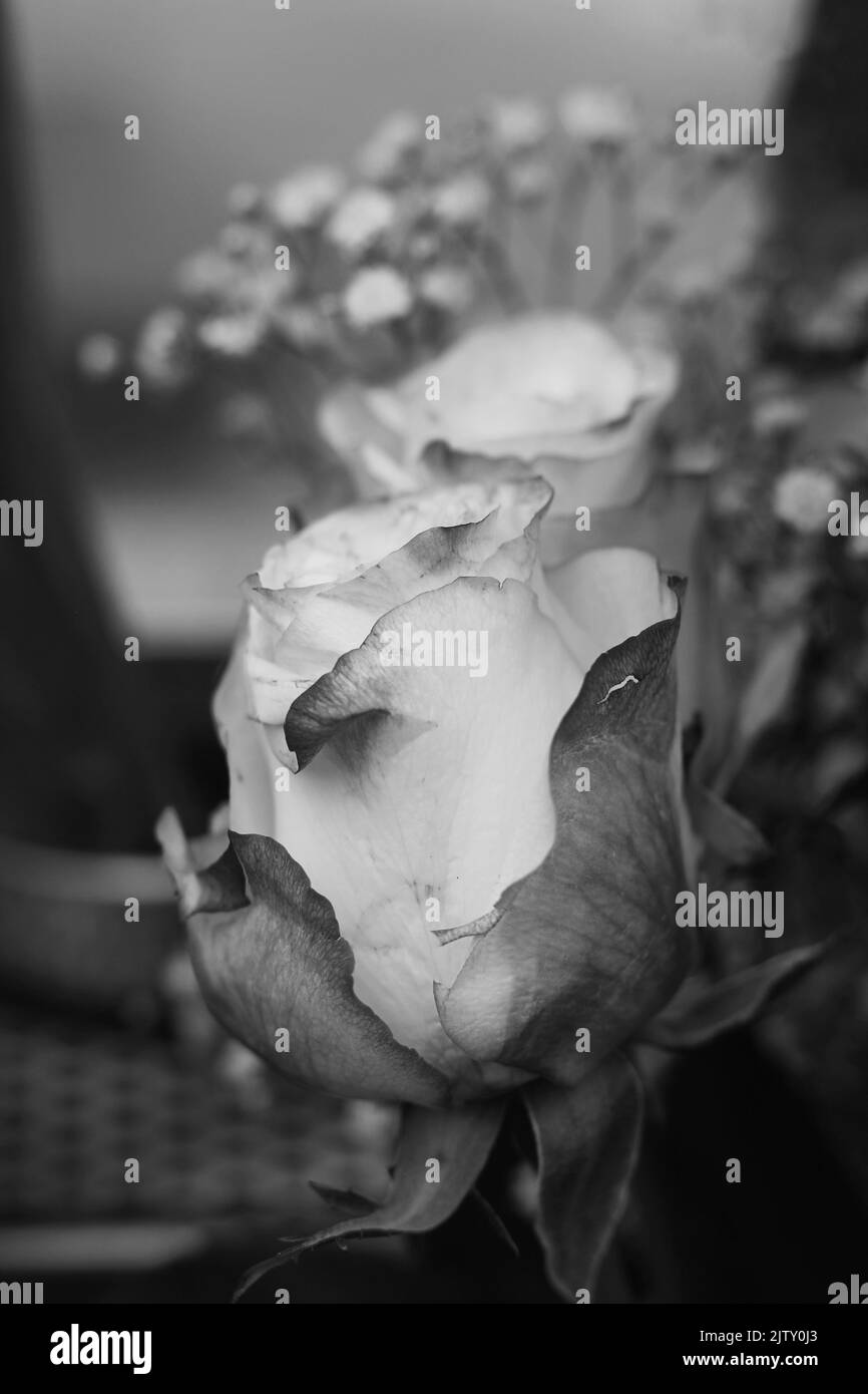 Beautiful bouquet of fresh roses in full bloom in a black and white ...