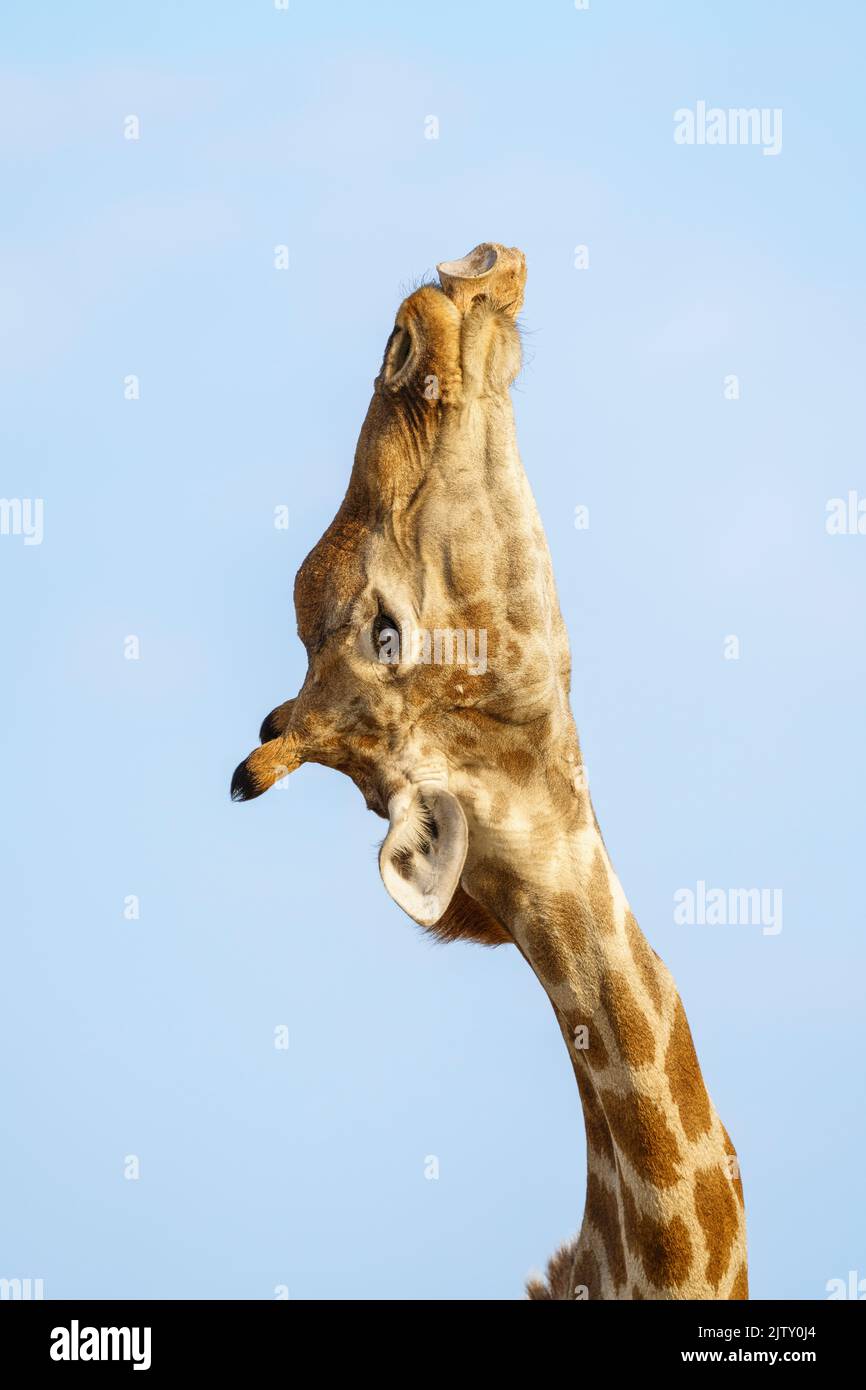 Giraffe neck bones hi-res stock photography and images - Alamy