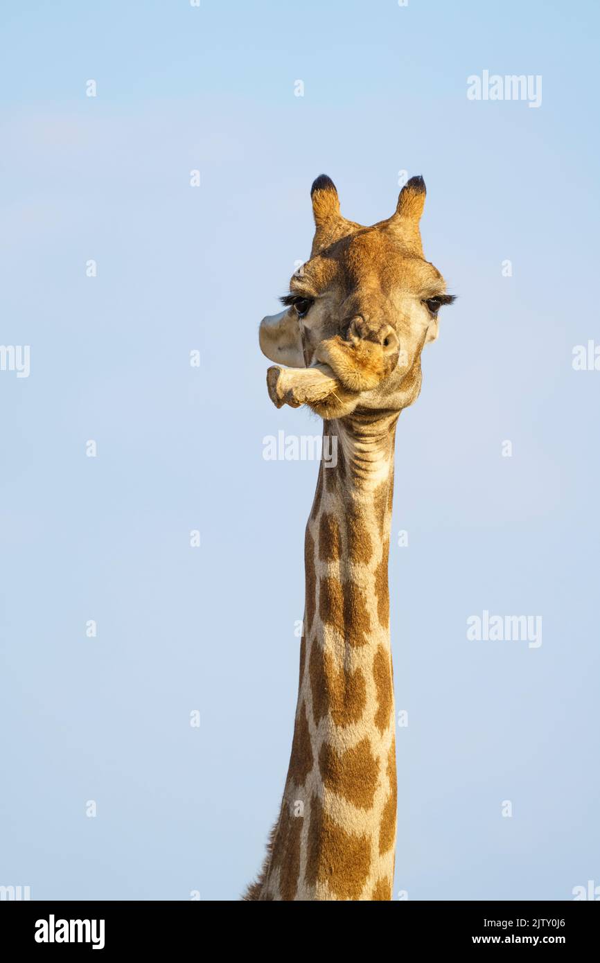 Chewing giraffe hi-res stock photography and images - Alamy