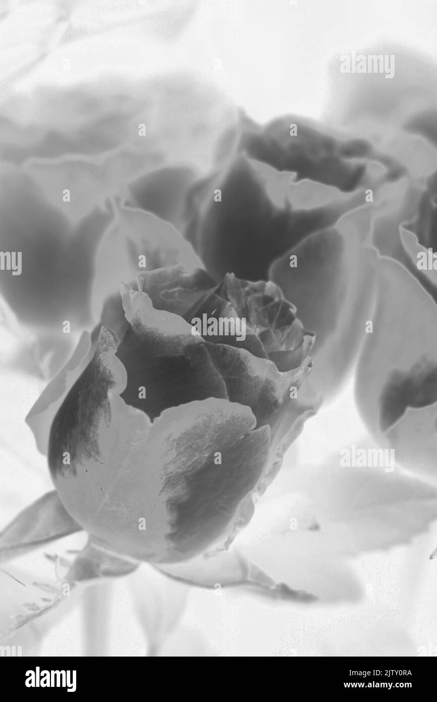 Beautiful bouquet of fresh roses in full bloom in a black and white ...