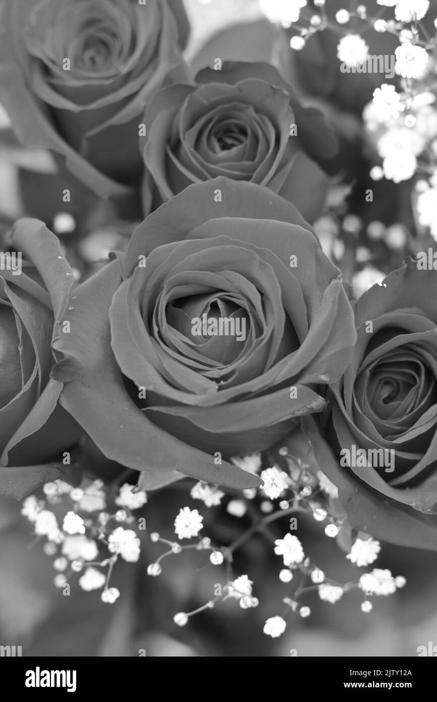 Beautiful bouquet of fresh roses in full bloom in a black and white ...