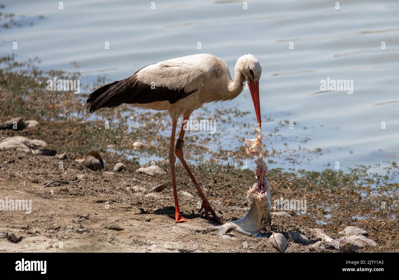 a Ciconia ciconia bird eating a fish on the shore, nature, wild Stock ...