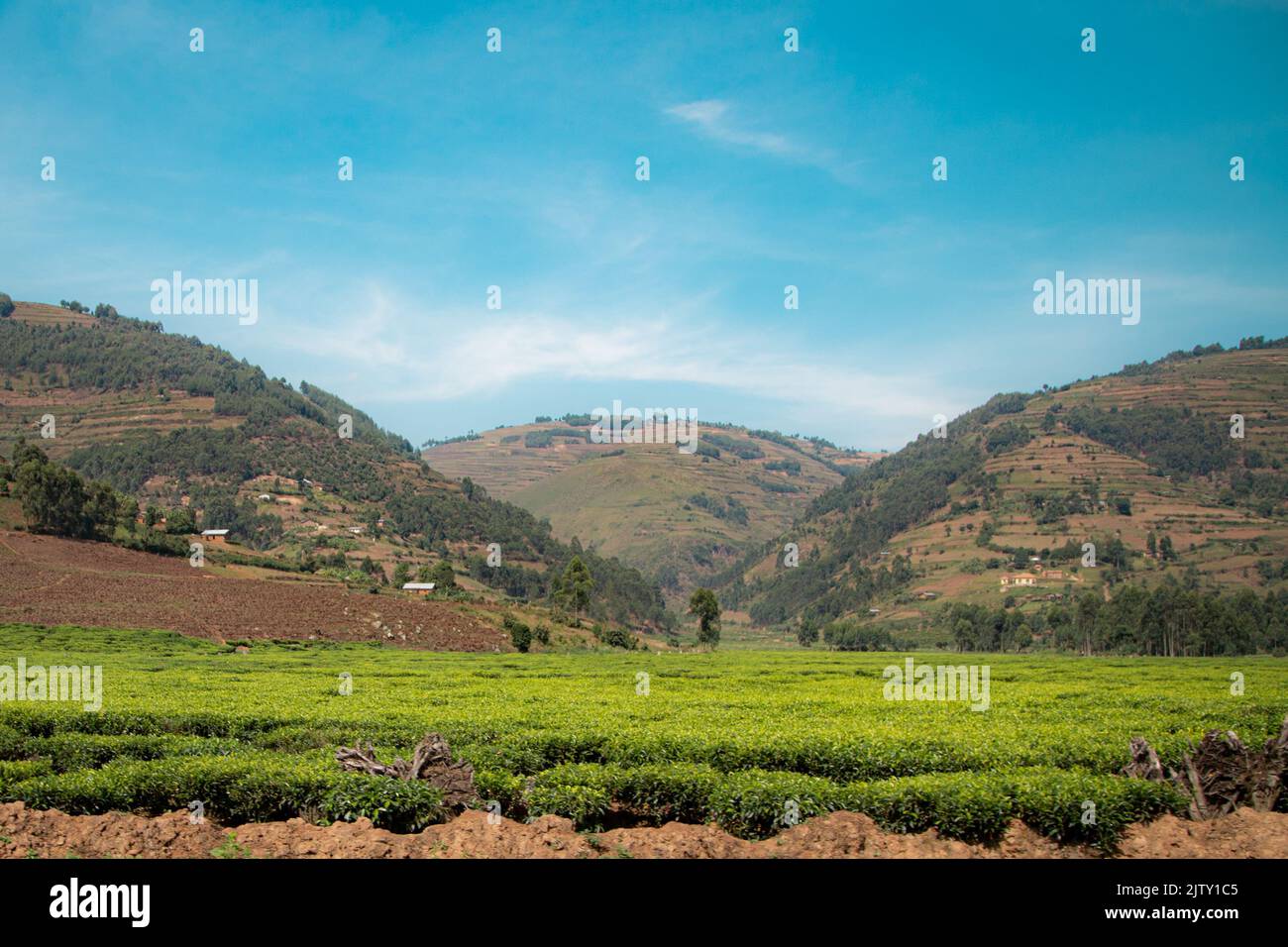African green hills uganda hi-res stock photography and images - Alamy