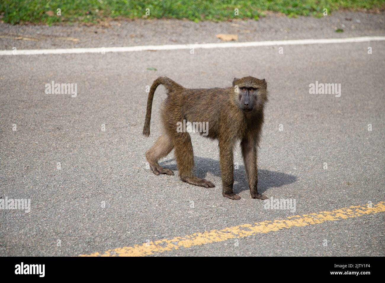 Baboon approaching car hi-res stock photography and images - Alamy