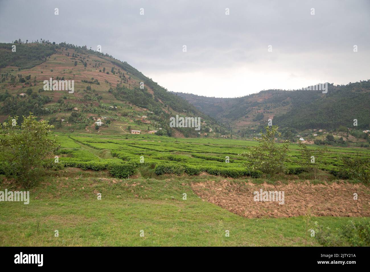 Uganda Tea Plantations Stock Photo - Alamy