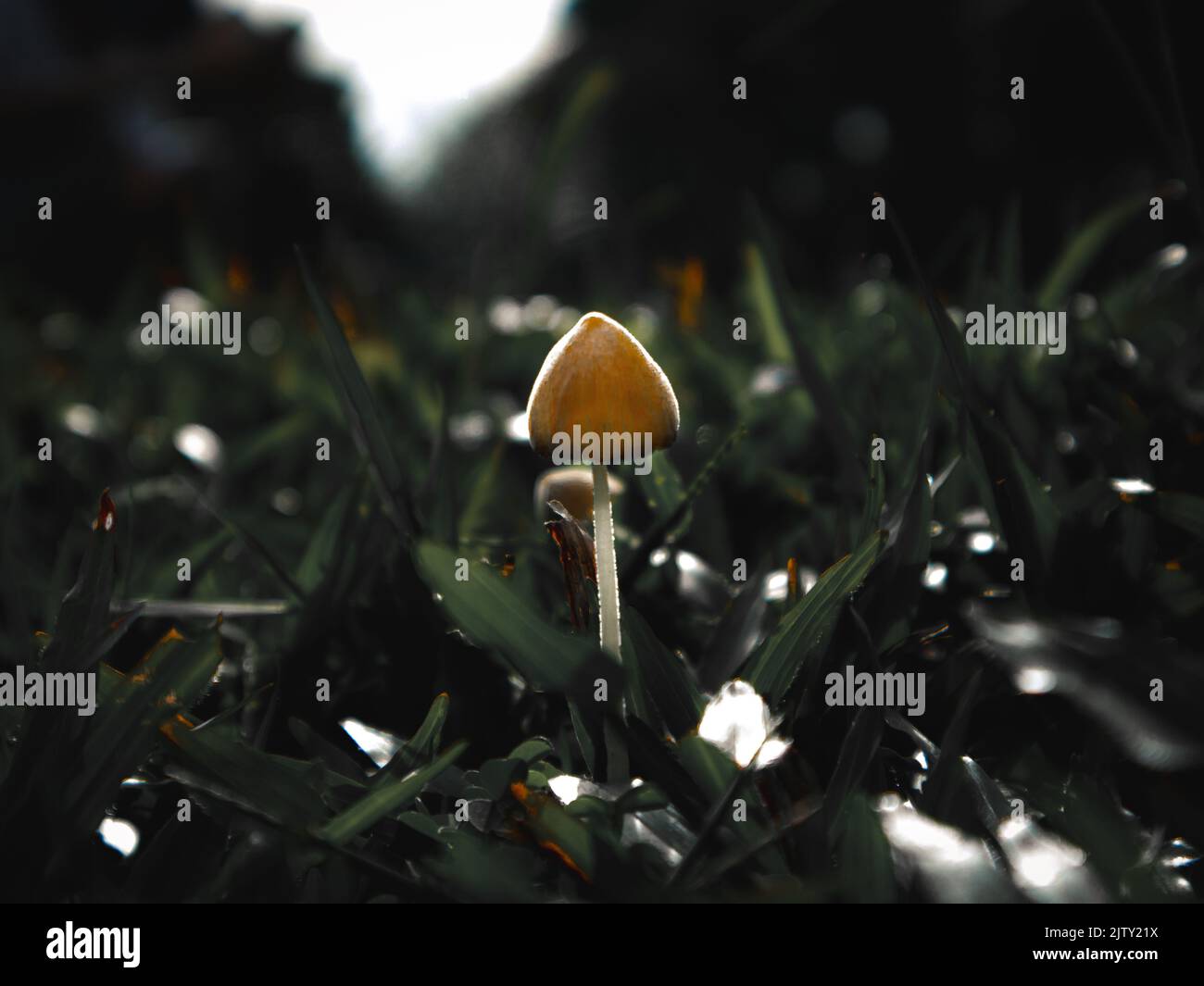 A mushroom growing on a wet ground Stock Photo - Alamy