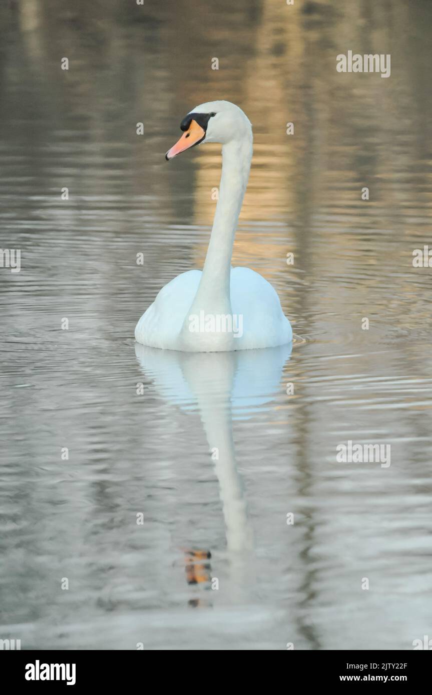 A vertical shot of a White Swan swimming in the lake Stock Photo - Alamy