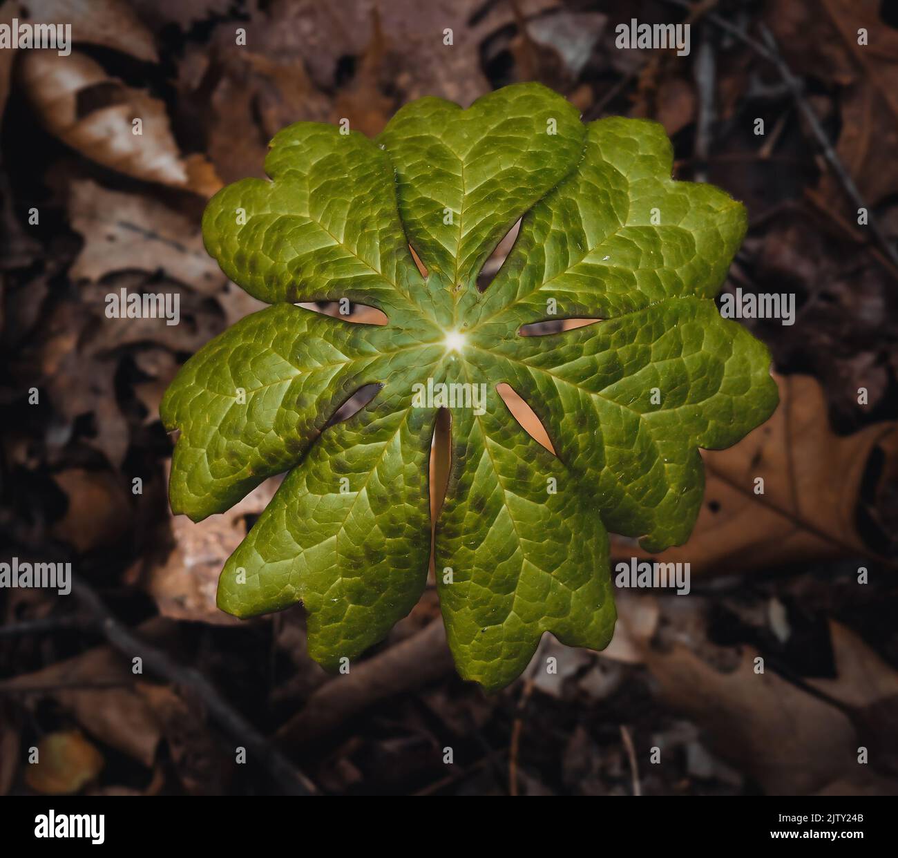 A top view of the wild mandrake Stock Photo - Alamy