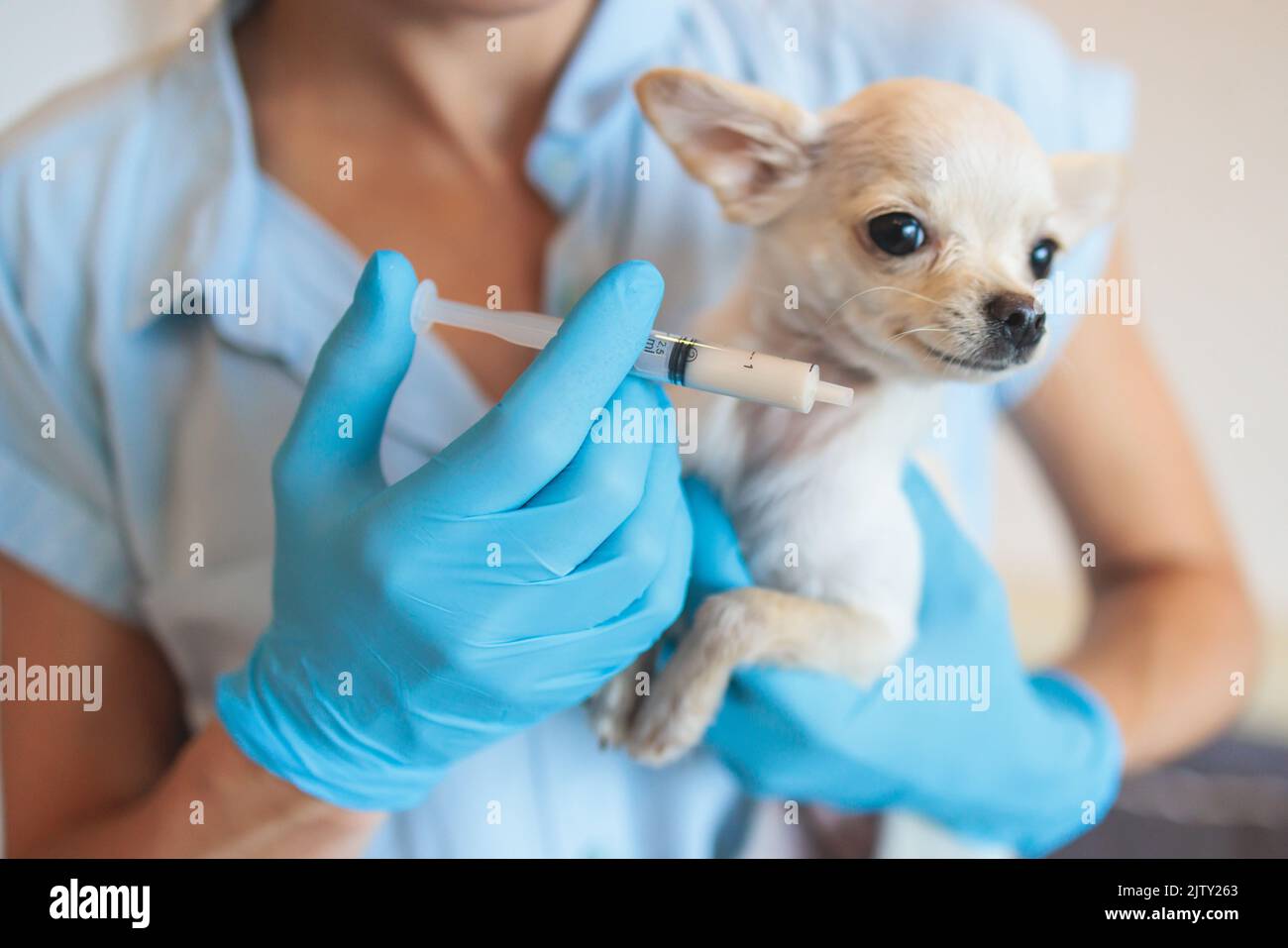 Process of giving a medicine injection to a tiny small breed little dog ...