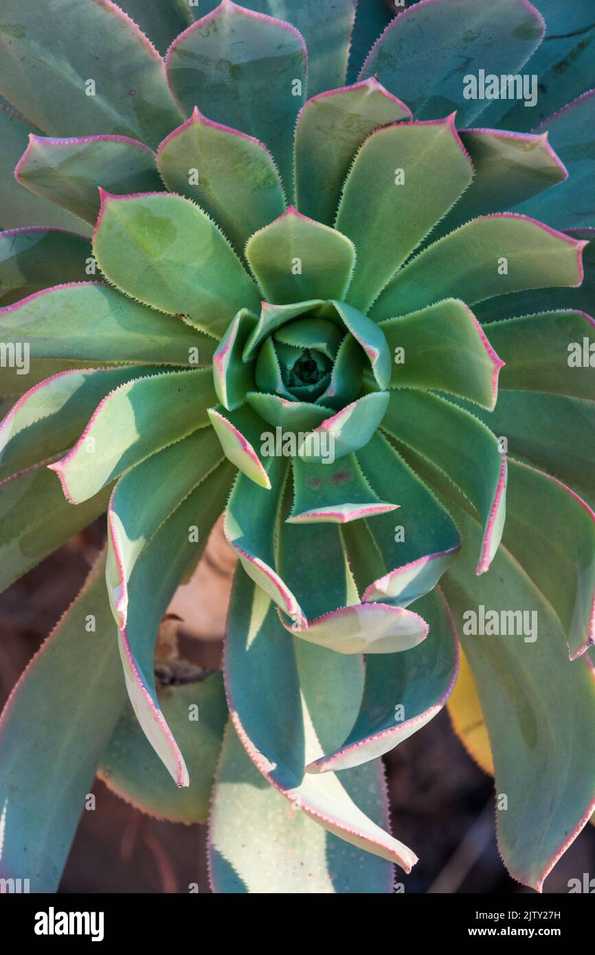 A vertical closeup of Aeonium arboreum, the tree aeonium, tree ...