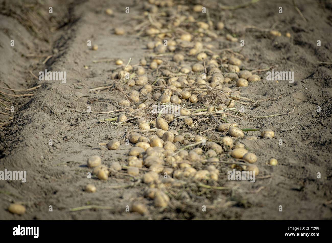2022-09-02 10:50:01 EMMELOORD - Harvested potatoes on the land of the ...