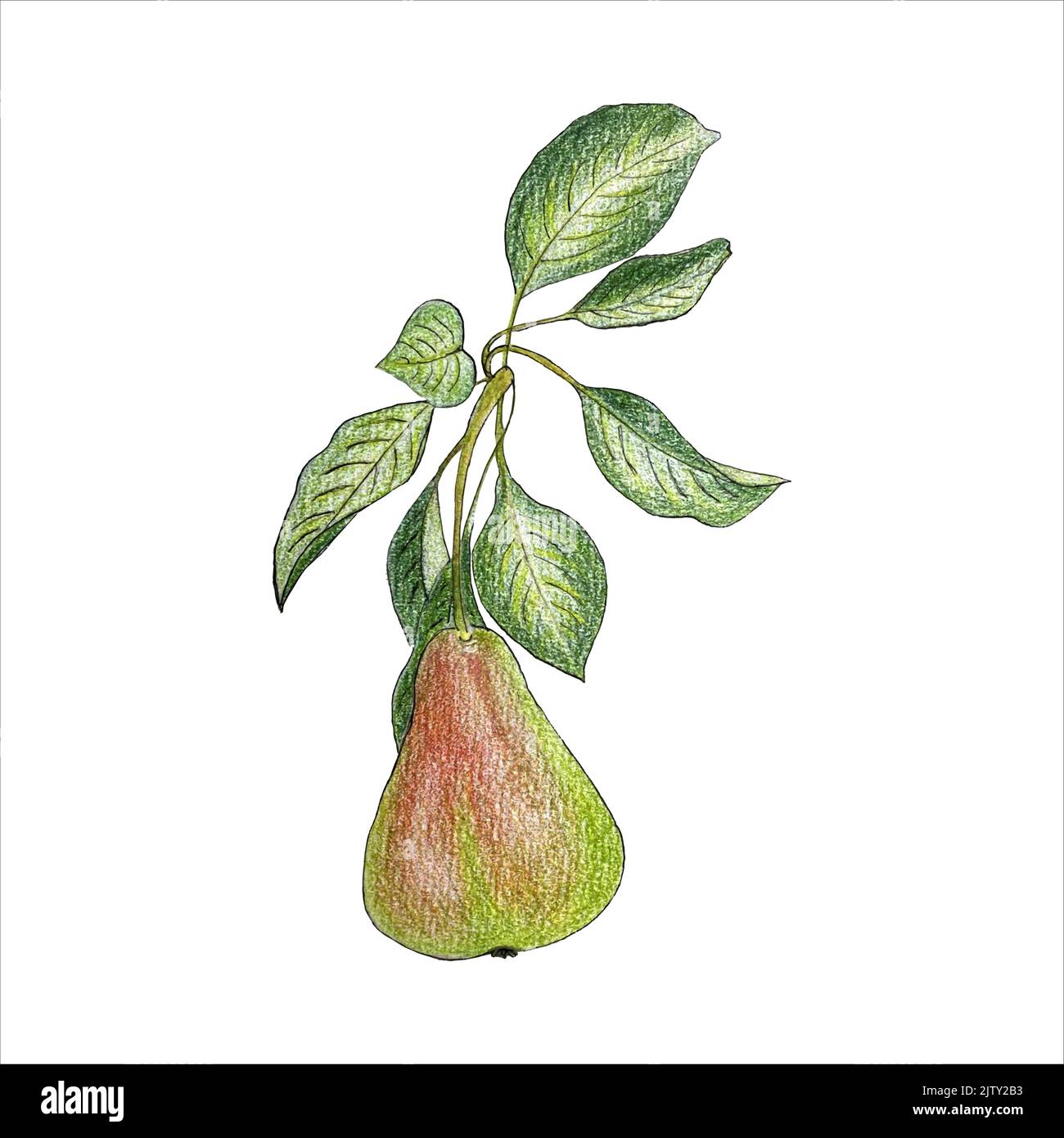 Pear branch with fruit and leaves, color hand-drawn pencil drawing ...