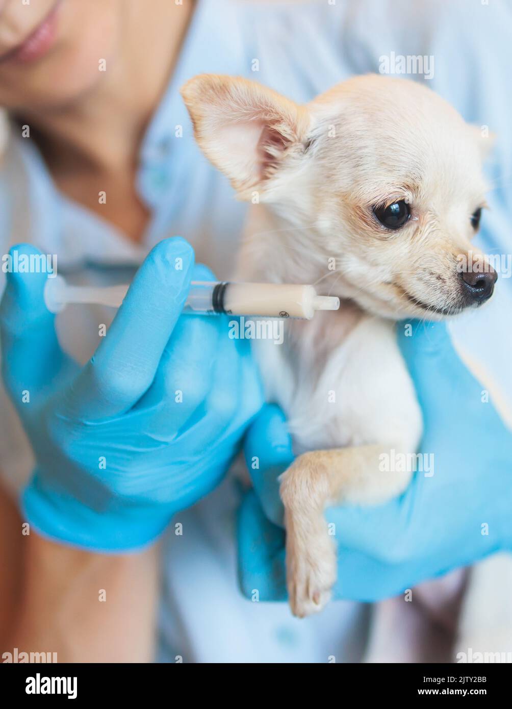 Process of giving a medicine injection to a tiny small breed little dog ...