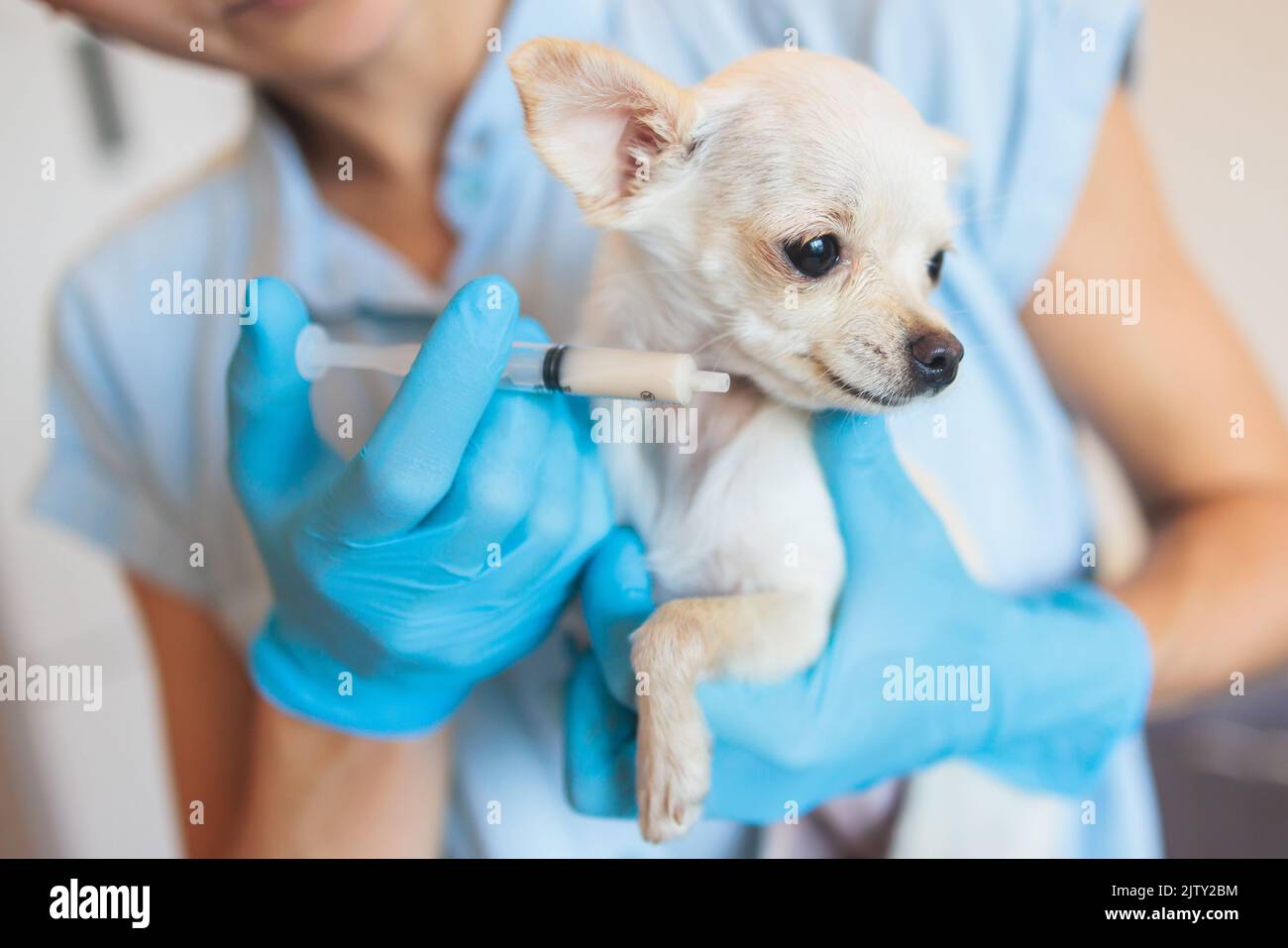 Process of giving a medicine injection to a tiny small breed little dog ...