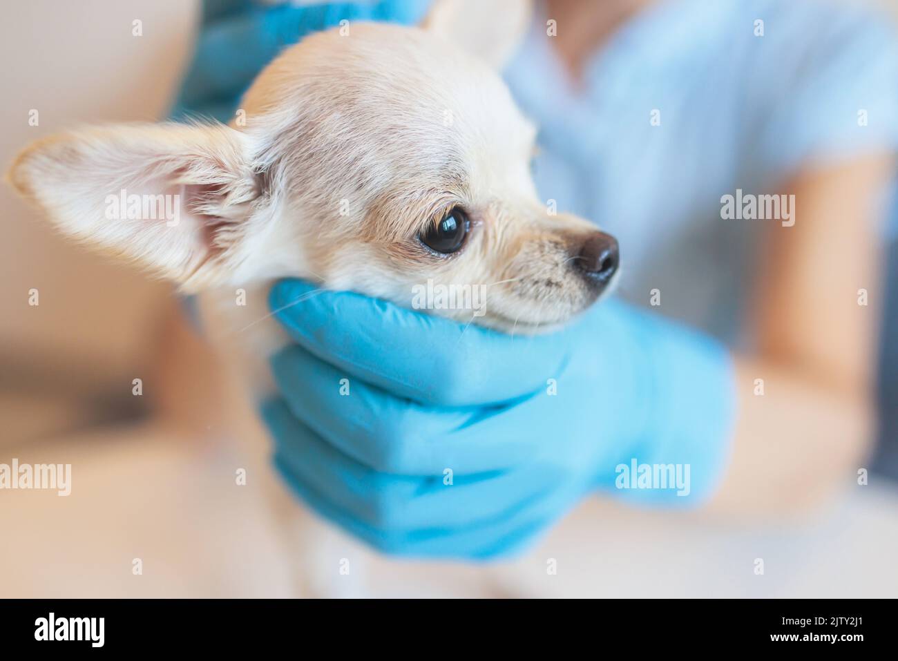 Process of giving a medicine injection to a tiny small breed little dog ...