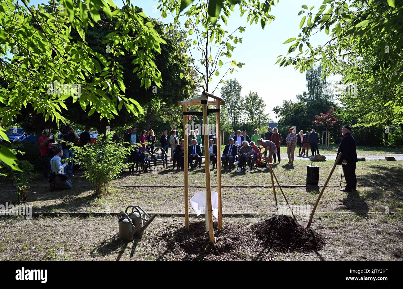 Weimar, Germany. 02nd Sep, 2022. A beech tree is planted at the 73rd ...