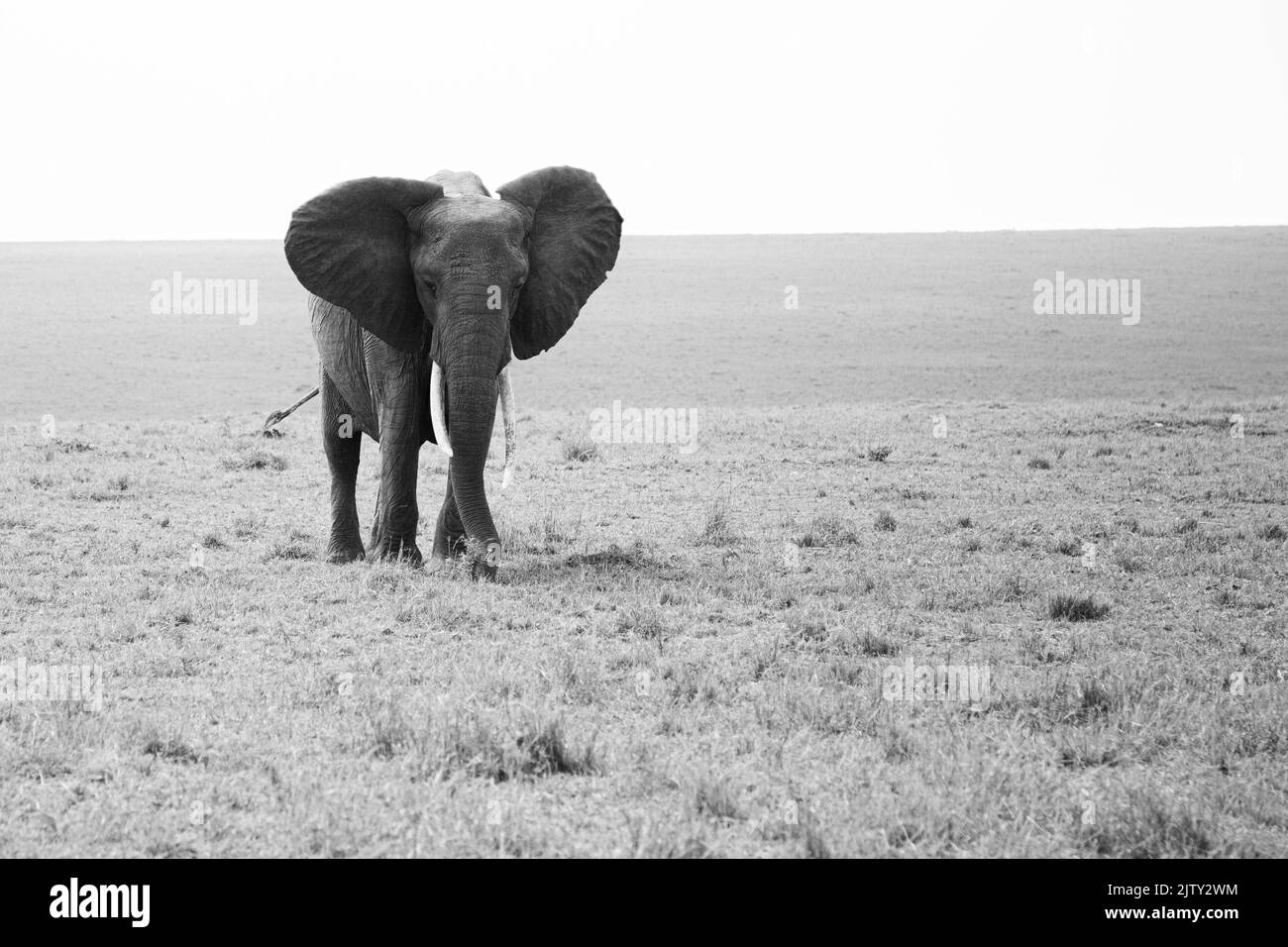 Kenya safari tourist Black and White Stock Photos & Images - Alamy