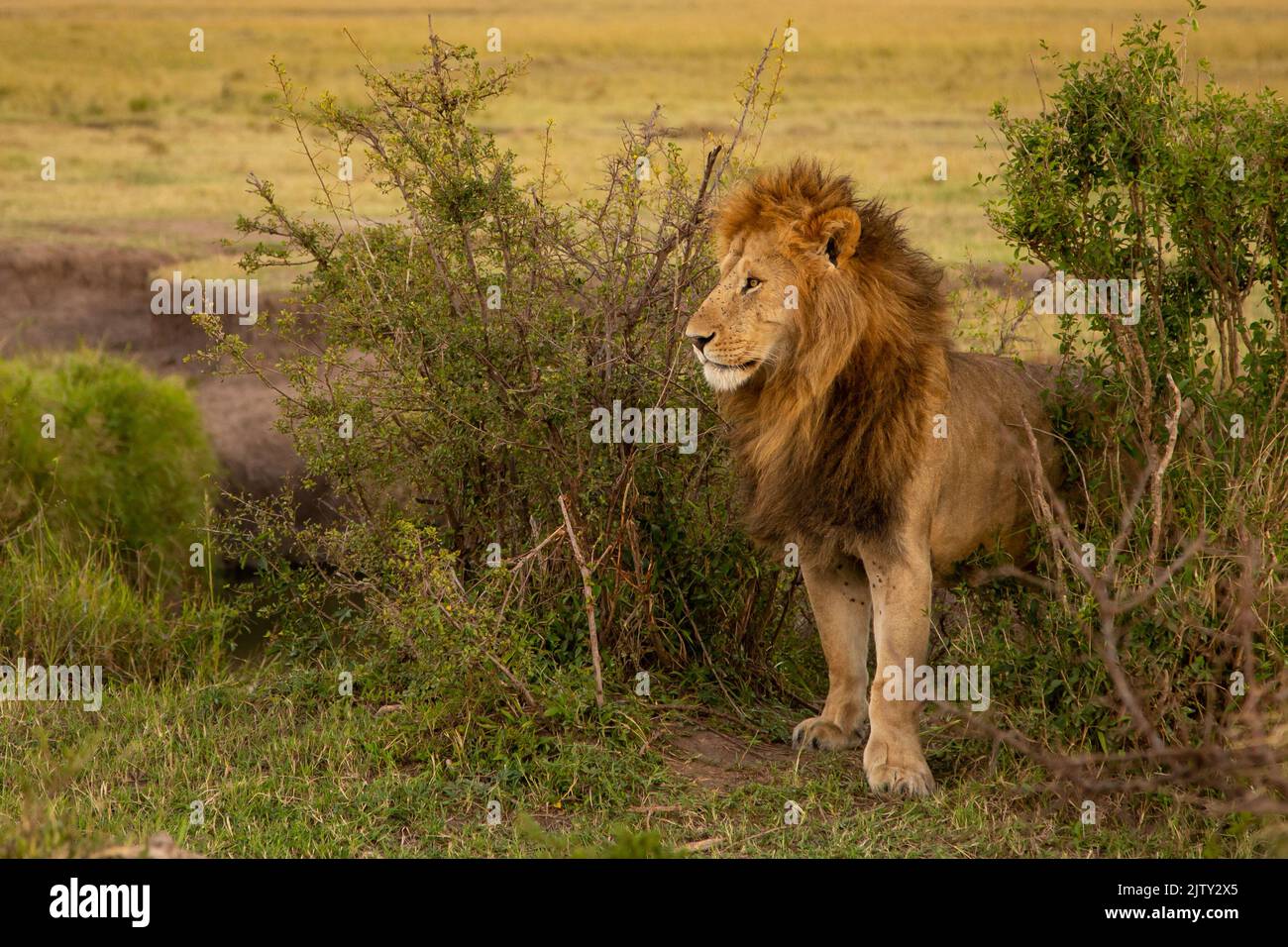 Baby lion posing hi-res stock photography and images - Alamy