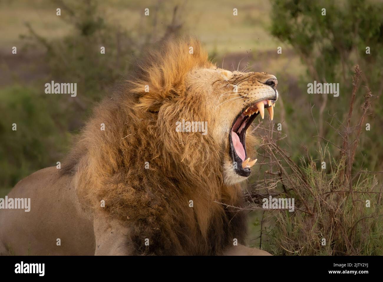 Lion tourist hi-res stock photography and images - Alamy
