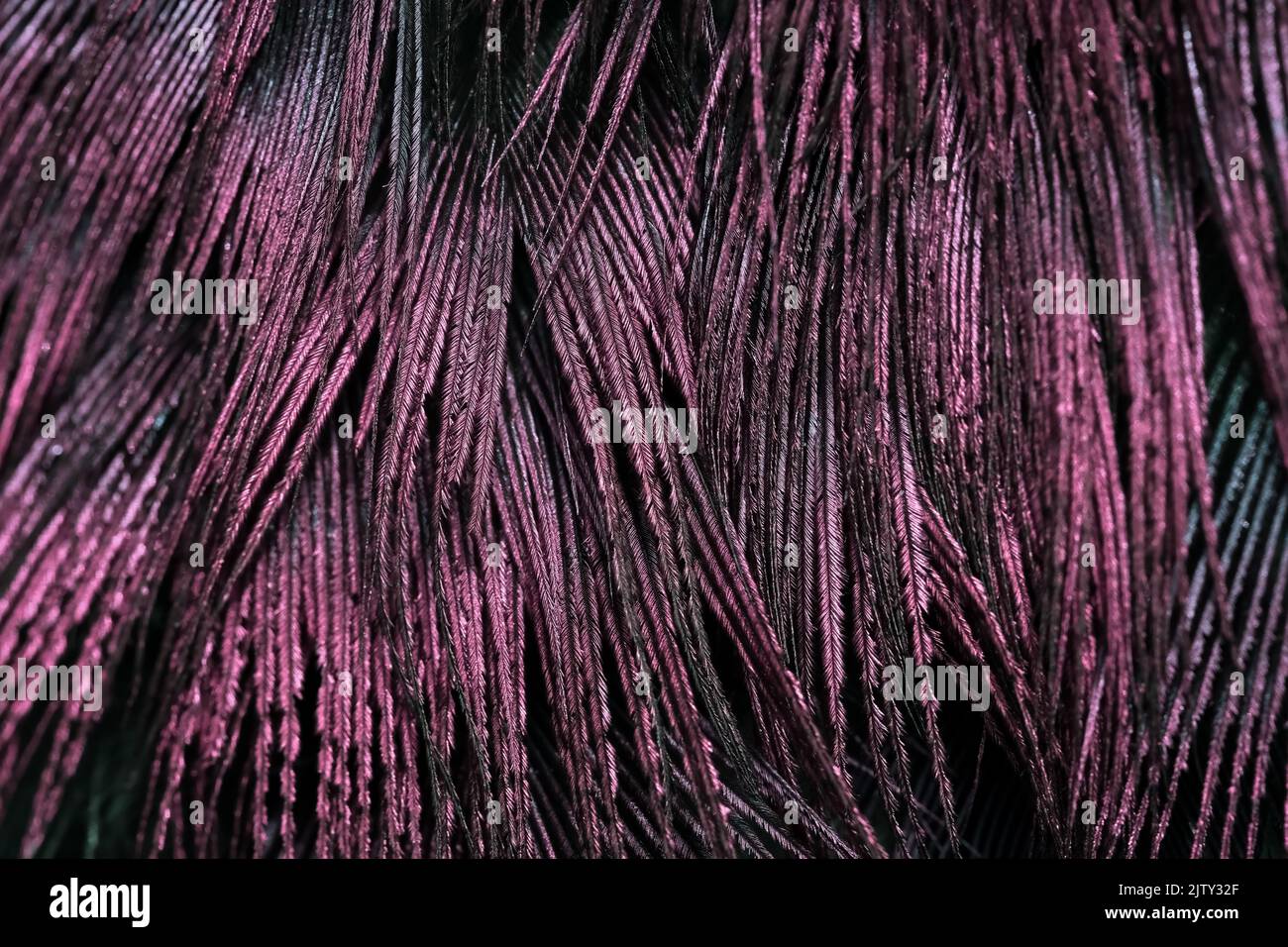 Beautiful dark dusty pink color bird feather closeup abstract lines ...