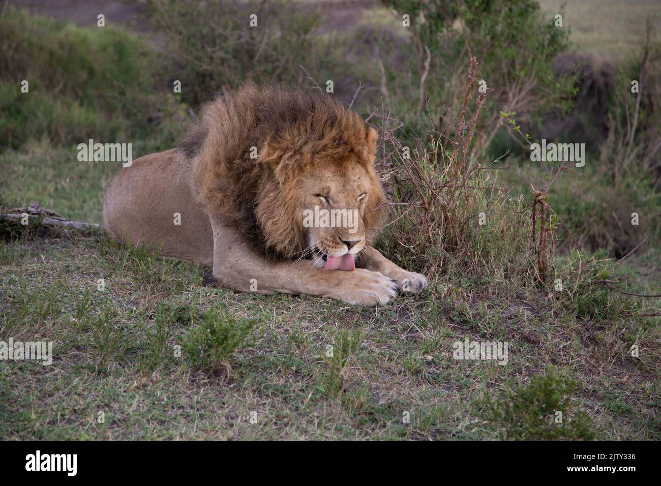 African male lion masai mara national park hi-res stock photography and ...