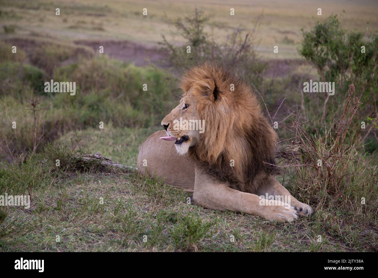 Male african lion roaring hi-res stock photography and images - Alamy
