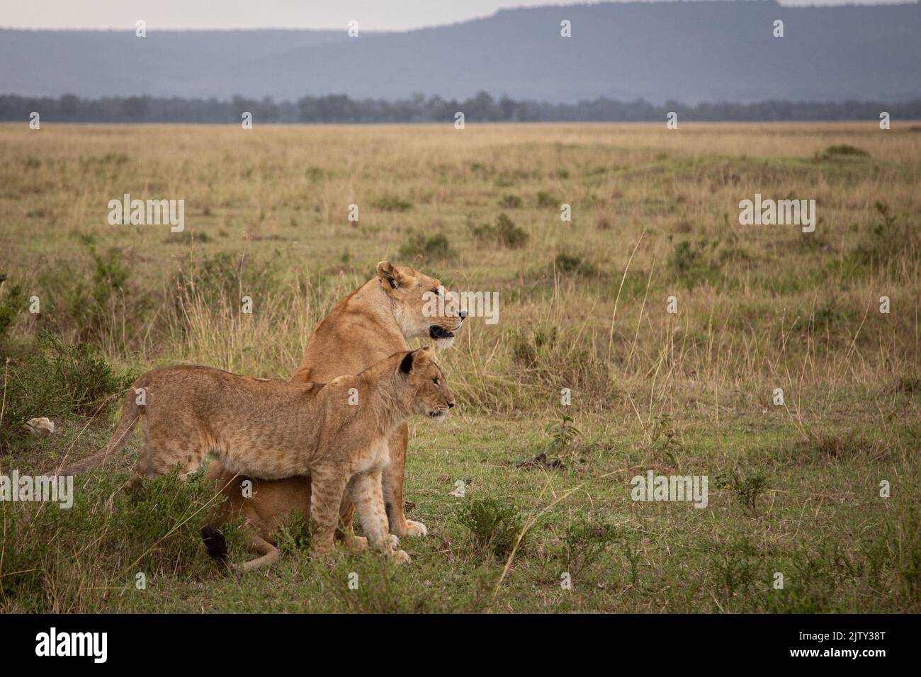 African male lion masai mara national park hi-res stock photography and ...