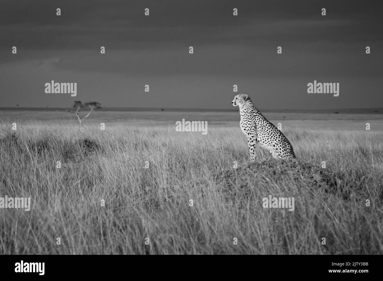 Cheetah in the sunset hi-res stock photography and images - Alamy