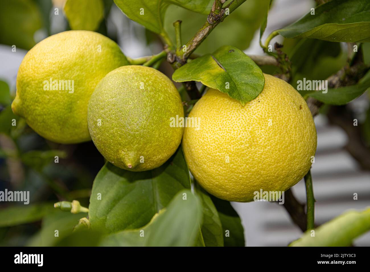 Lemon tree branch hi-res stock photography and images - Alamy