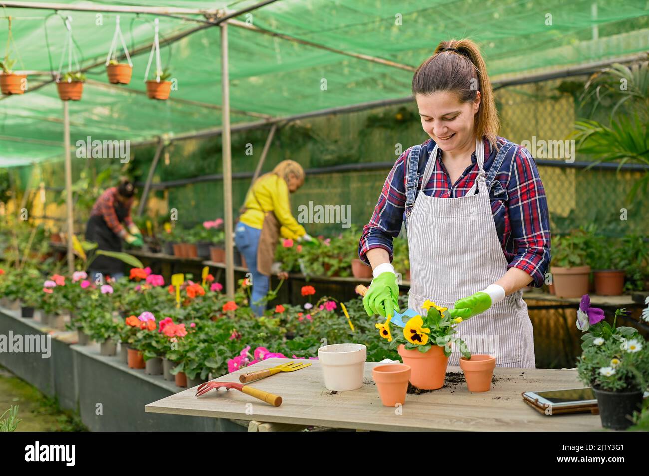 Glad woman planting viola flower into pot Stock Photo - Alamy