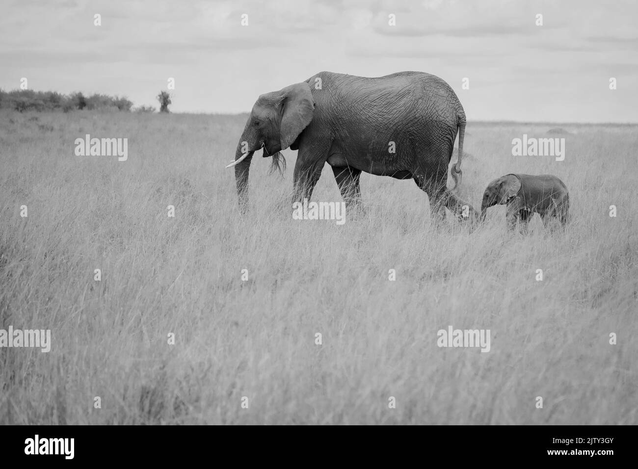 Elephants africa mono hi-res stock photography and images - Alamy