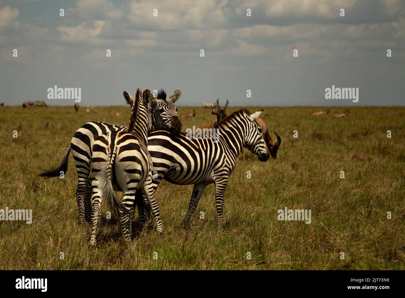 three zebra stand on African plains Stock Photo - Alamy
