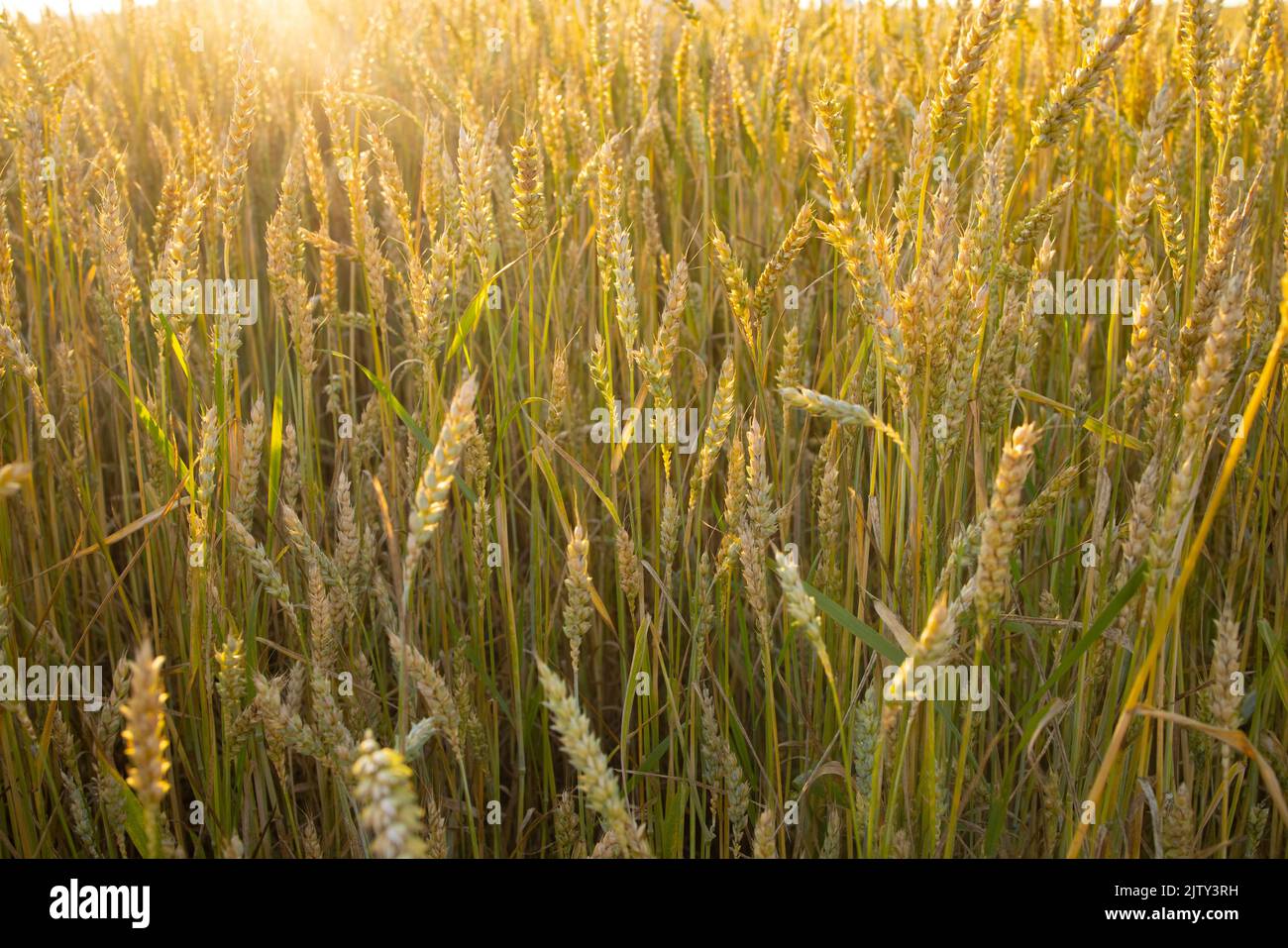 Wheat, rye field. Ears of golden wheat, rye close-up. Rural landscapes ...