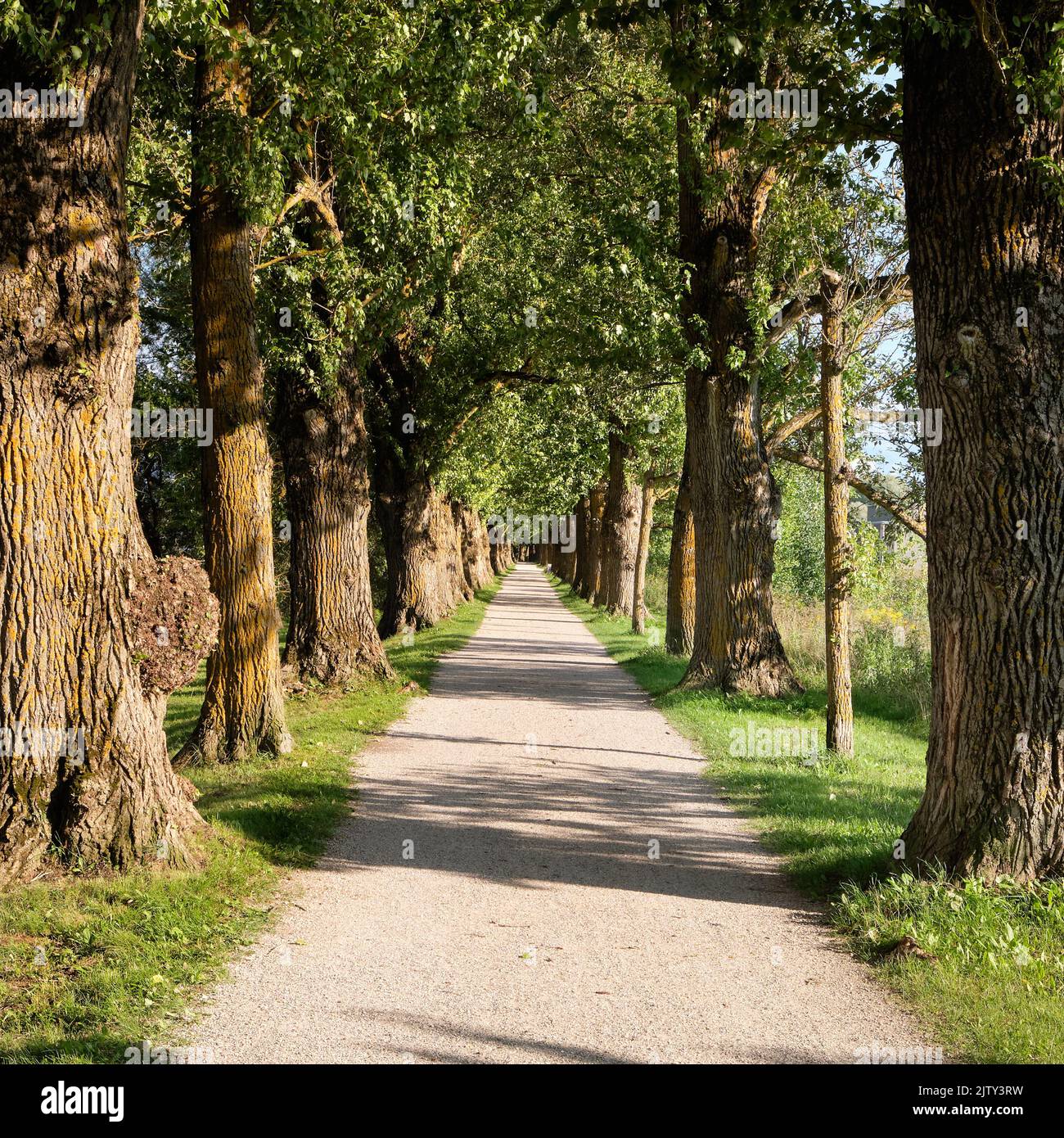 Old trees, footpath through old alleyway in Tartu, Estonia. Bright ...
