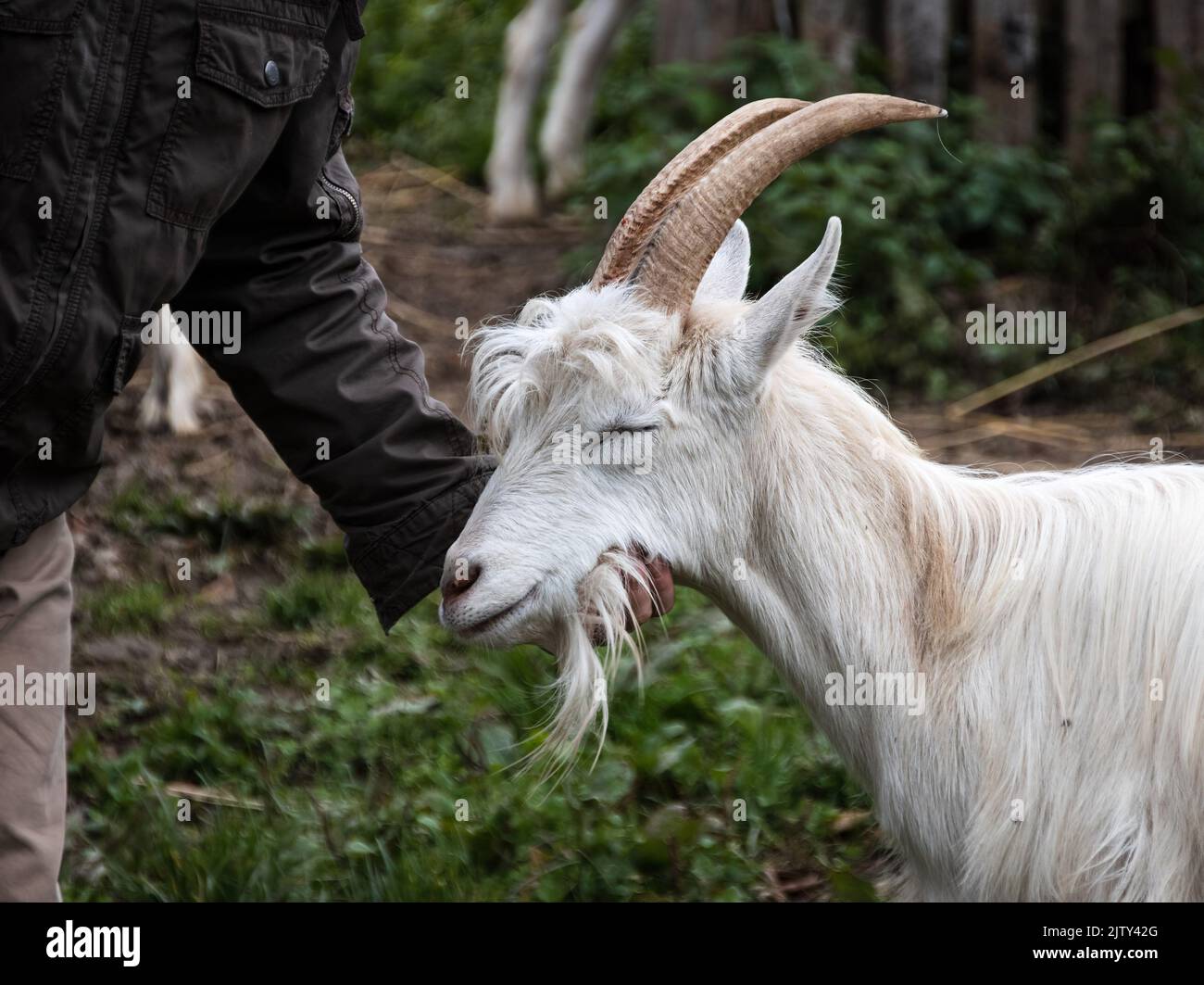 A closeup of a person caressing the chin of a white goat Stock Photo ...