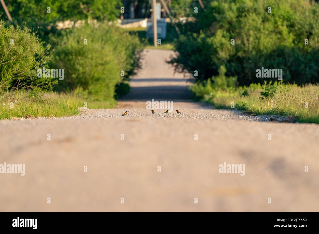 A beautiful shot of group of colorful European bee-eaters sitting on ...