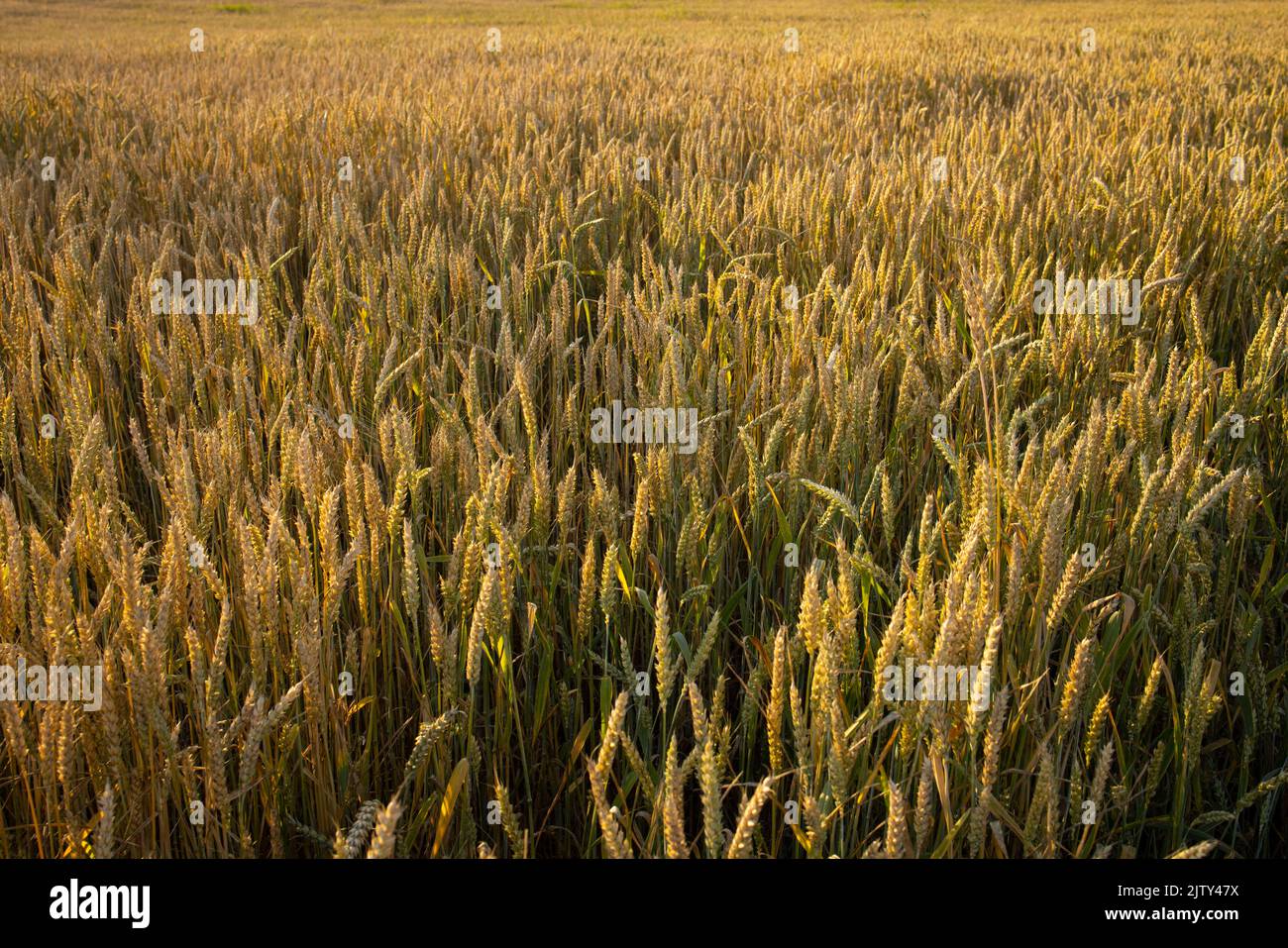 Wheat, rye field. Ears of golden wheat, rye close-up. Rural landscapes ...